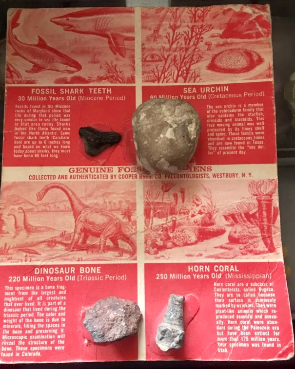 “show us your handmade display stands” - Fossil Preparation - The ...