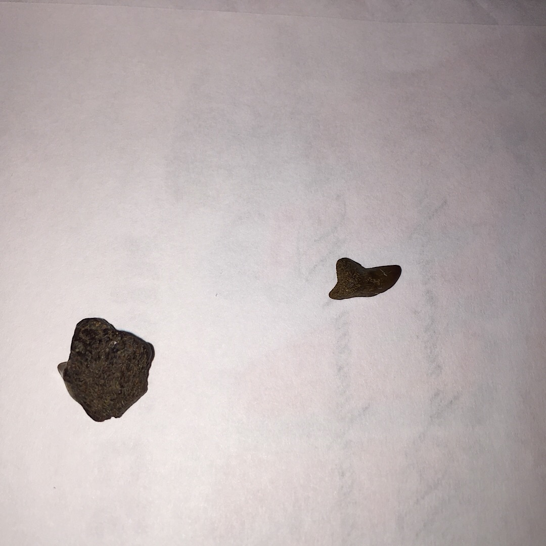 Help with two micro teeth - Fossil ID - The Fossil Forum