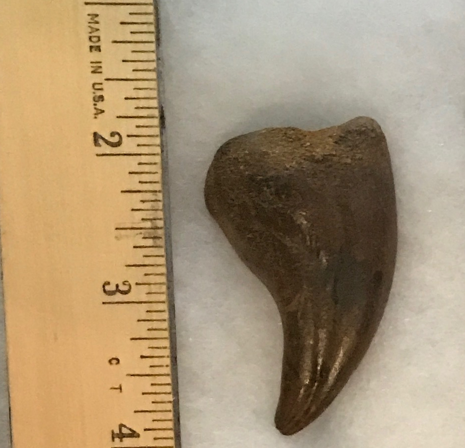 T Rex claw - Fossil ID - The Fossil Forum