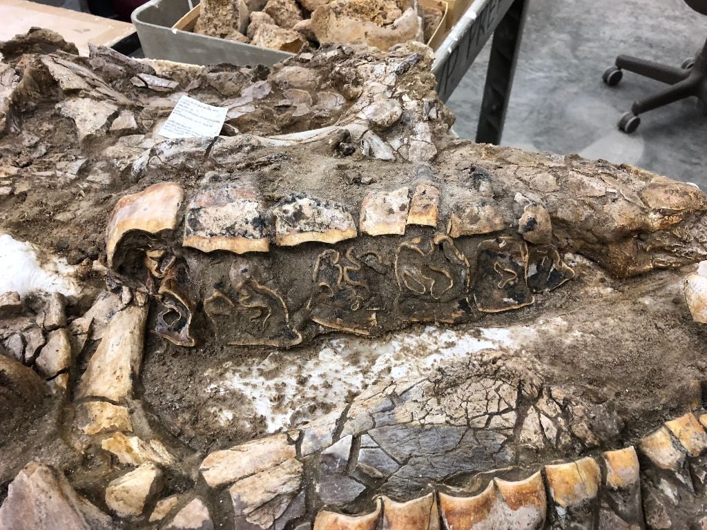 Rhinoceros Tooth Fossil? - Is It Real? How to Recognize Fossil ...