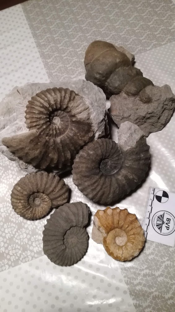 Show your Xmas fossils! - Member Collections - The Fossil Forum