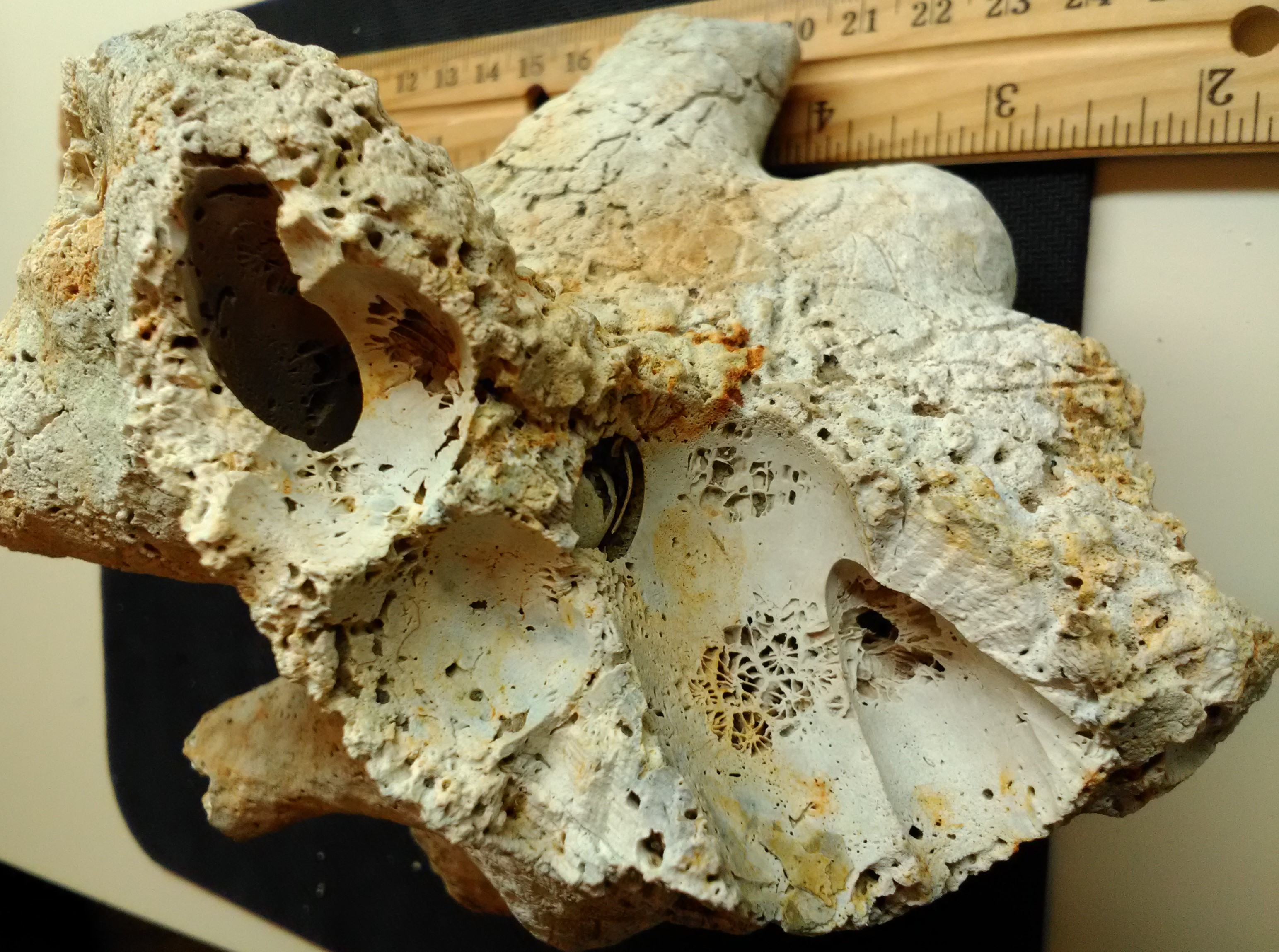 Unusual Finger-Like Marine Mold Fossil, What is it? - Fossil ID - The ...