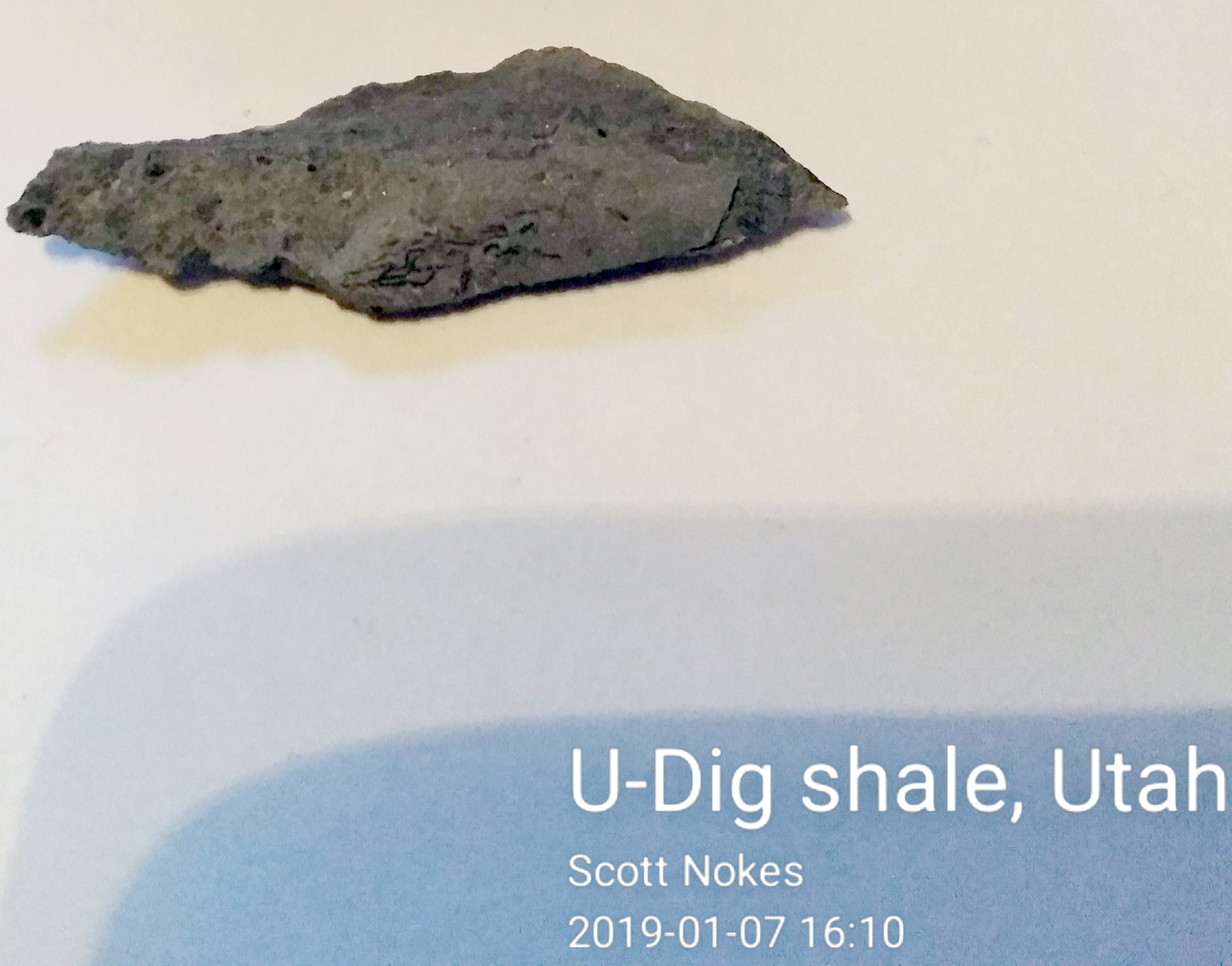 Udig quarry, Utah fossil - Fossil ID - The Fossil Forum