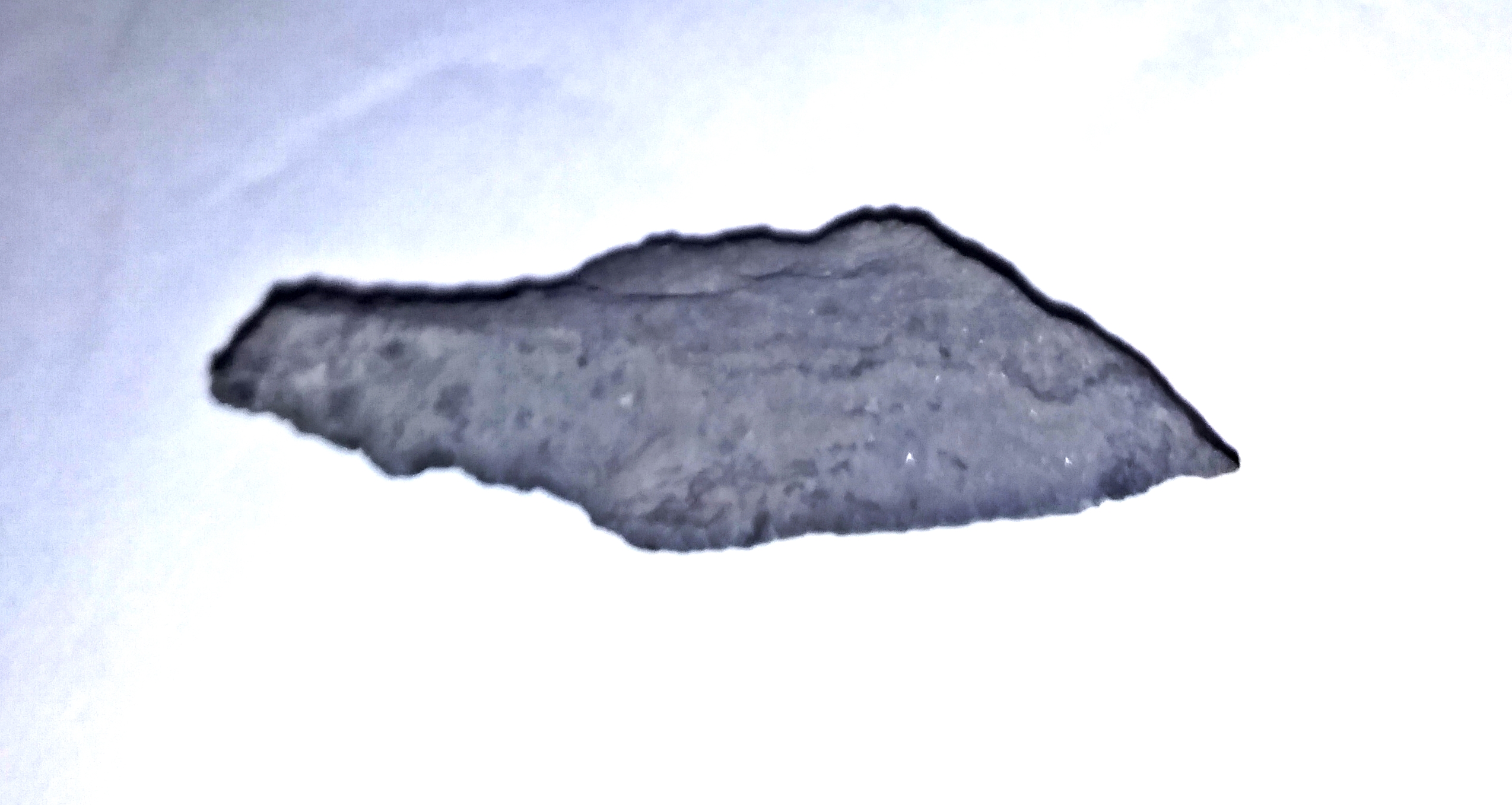 Udig quarry, Utah fossil - Fossil ID - The Fossil Forum