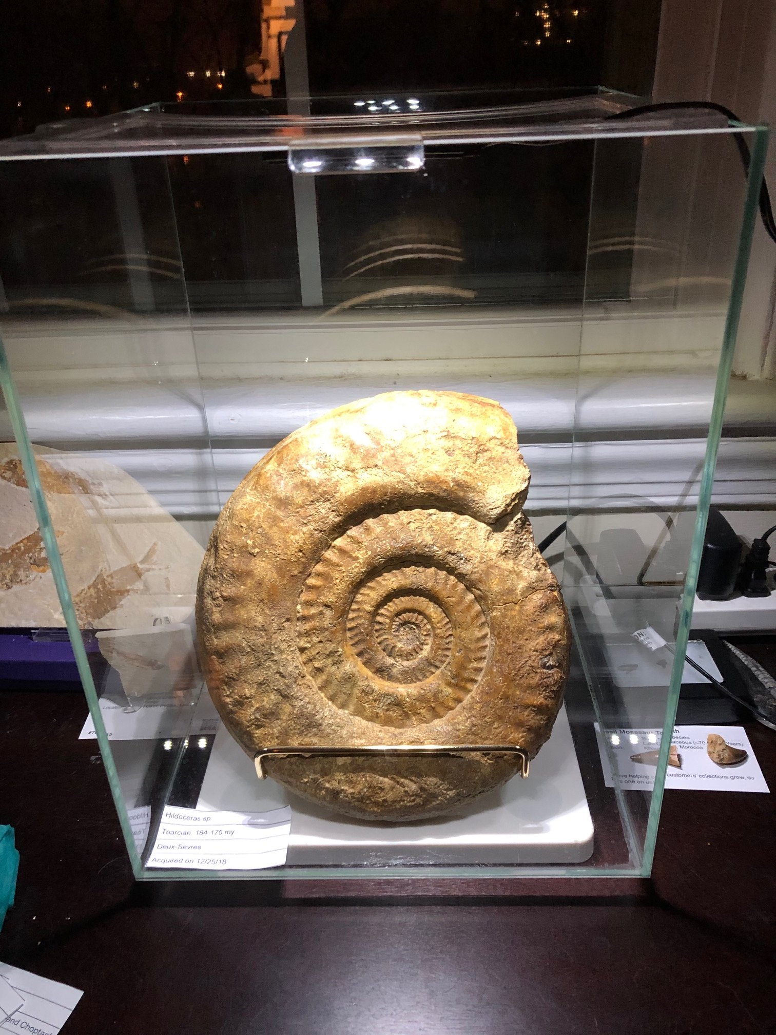 From an old Fish tank to Fossil Display. - Member Collections - The ...