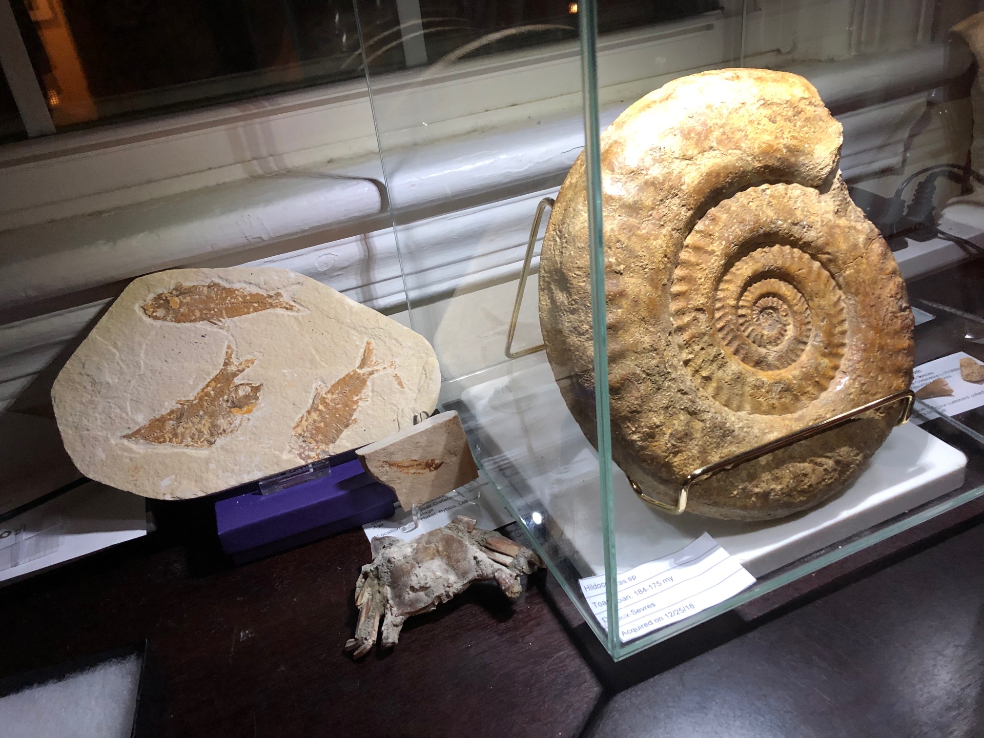 From an old Fish tank to Fossil Display. - Member Collections - The ...