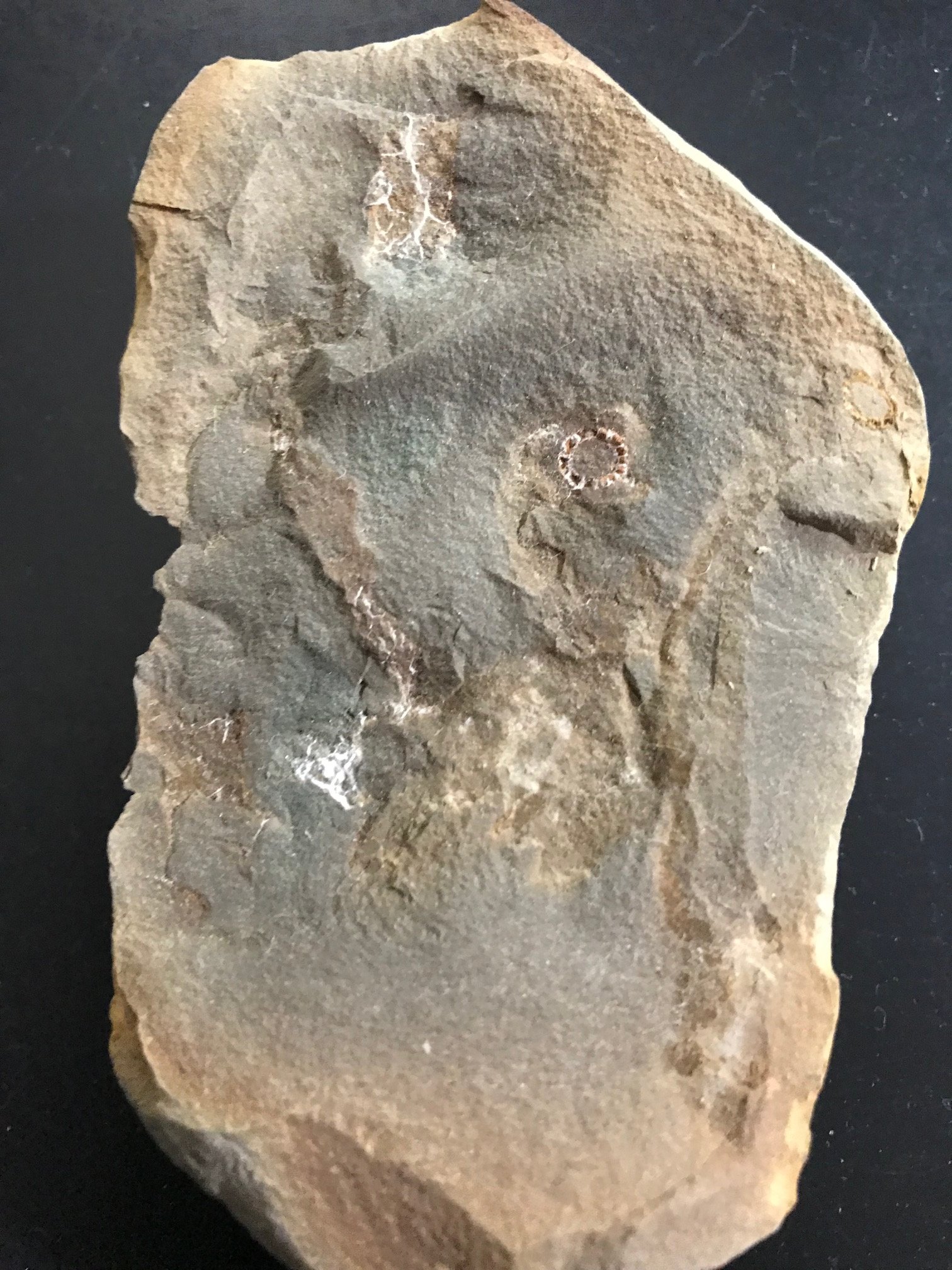 New Digital Microscope - General Fossil Discussion - The Fossil Forum