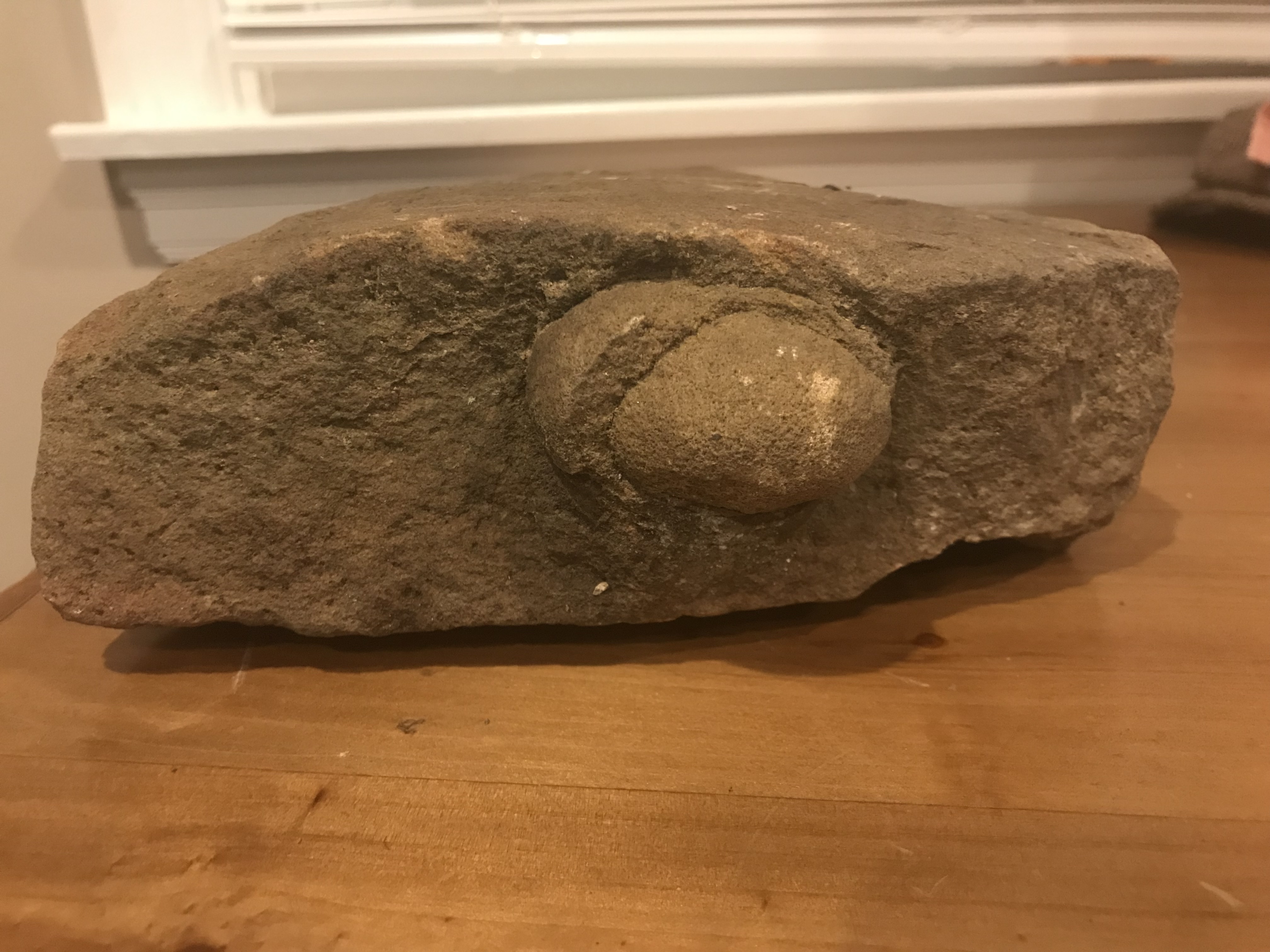 What could this be? - Fossil ID - The Fossil Forum
