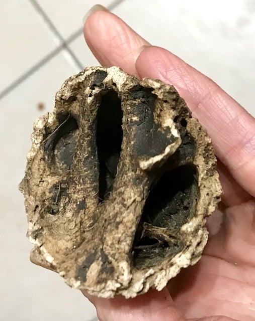 What concentration of Butvar 76 should I use? - Fossil Preparation ...