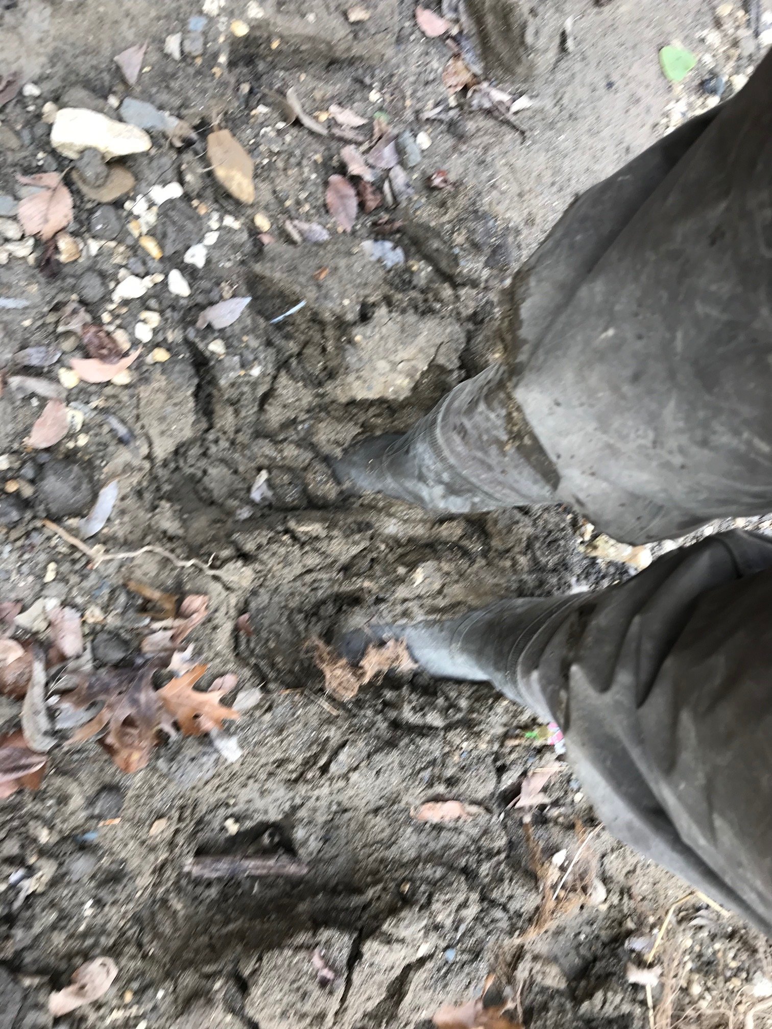 Bison Bonanza part 2 - Fossil Hunting Trips - The Fossil Forum