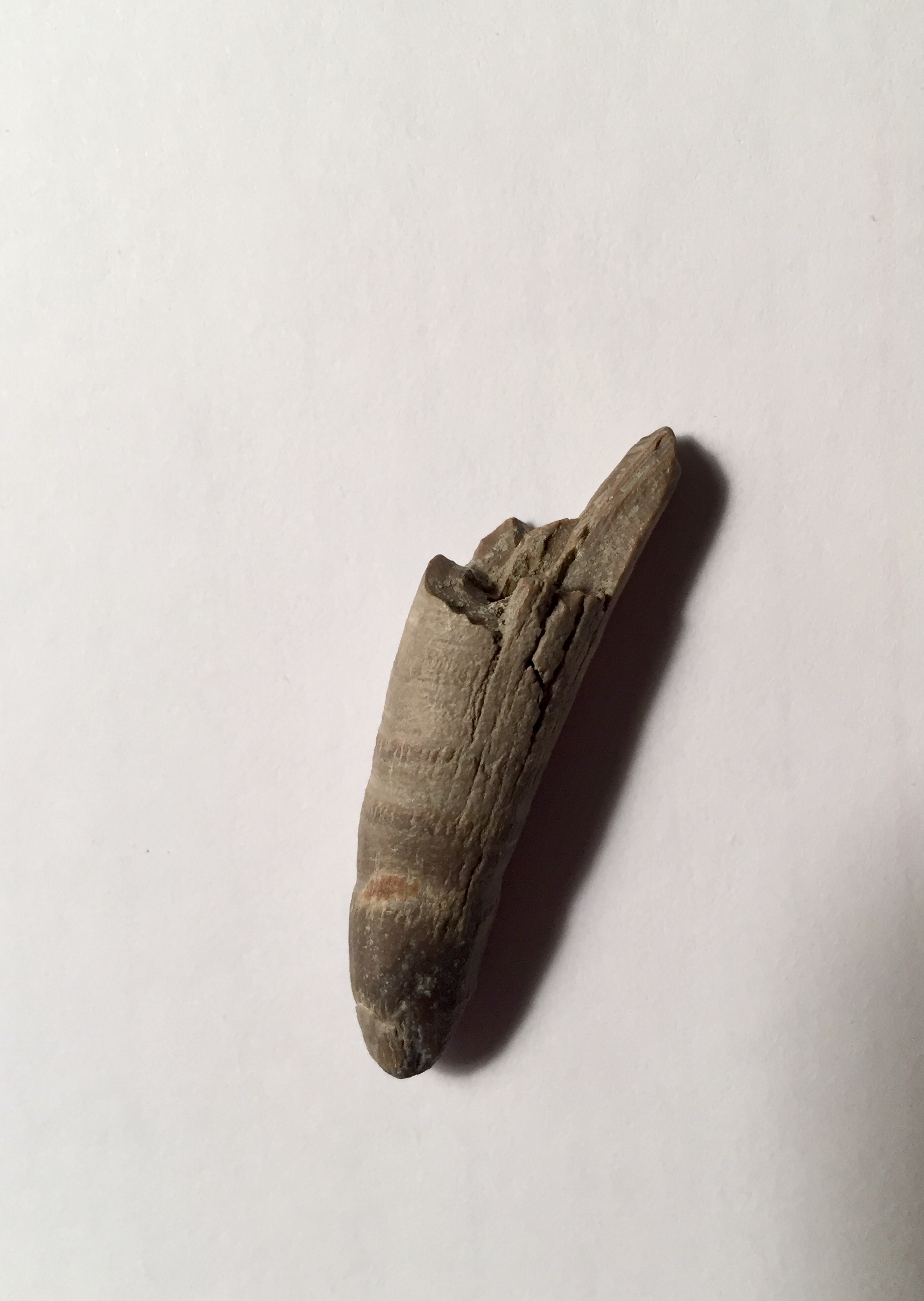 Whale tooth? - Fossil ID - The Fossil Forum