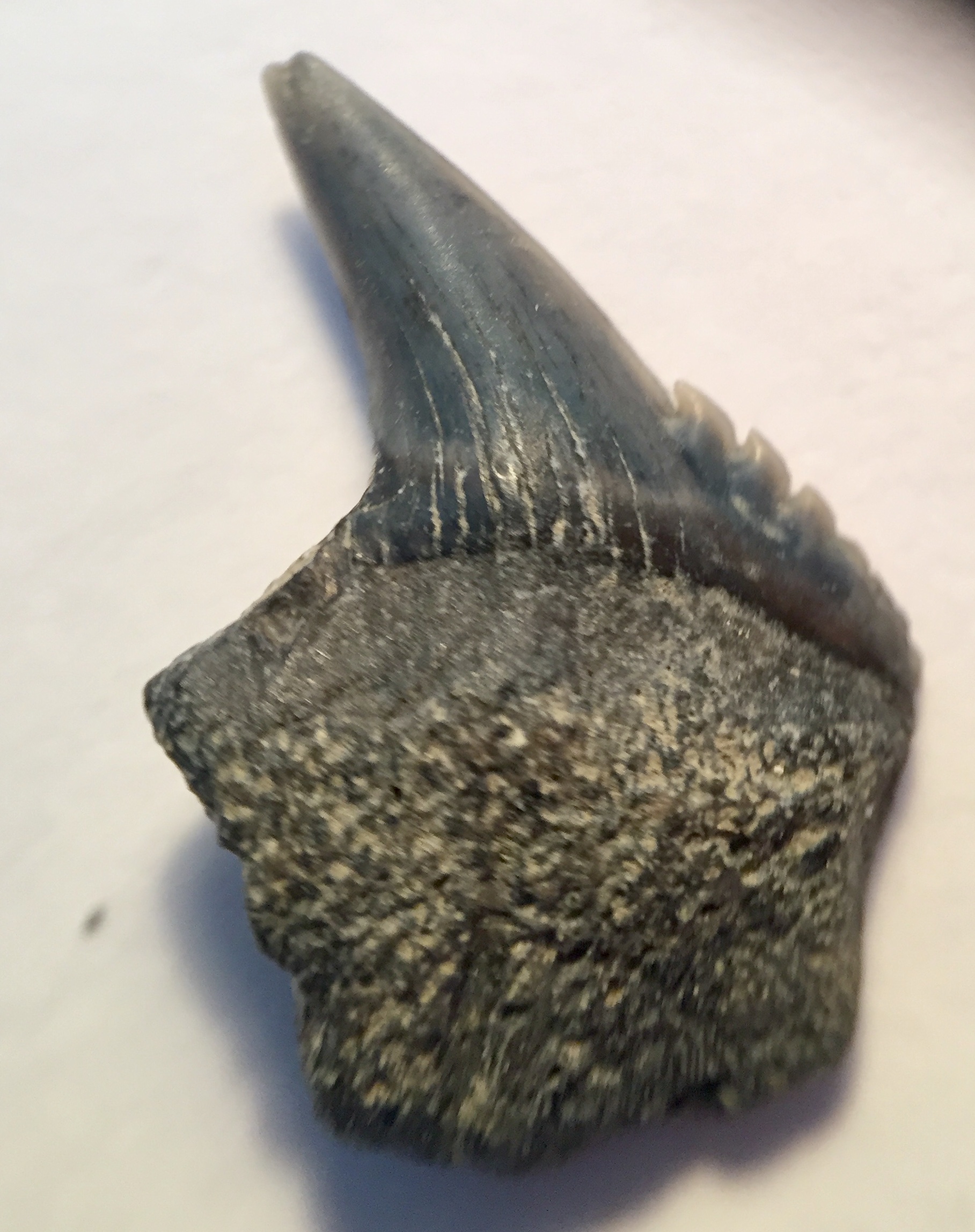 Confirmation on cowshark teeth - Fossil ID - The Fossil Forum