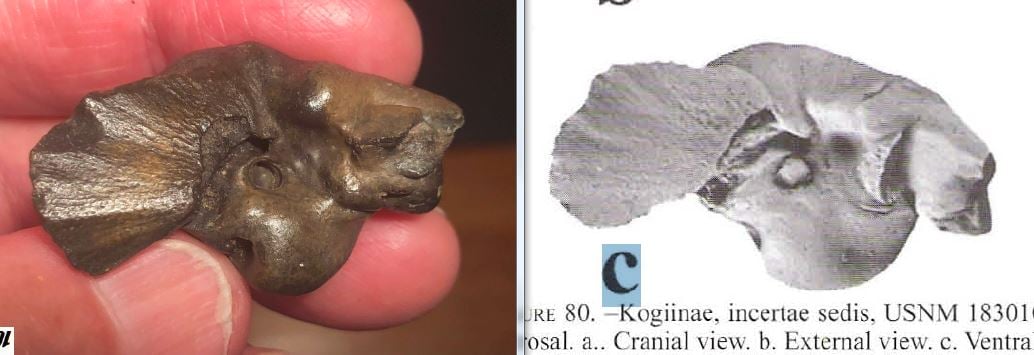 Composition of Whale Teeth - General Fossil Discussion - The Fossil Forum