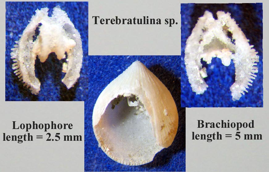Spirifer with lophophore - General Fossil Discussion - The Fossil Forum
