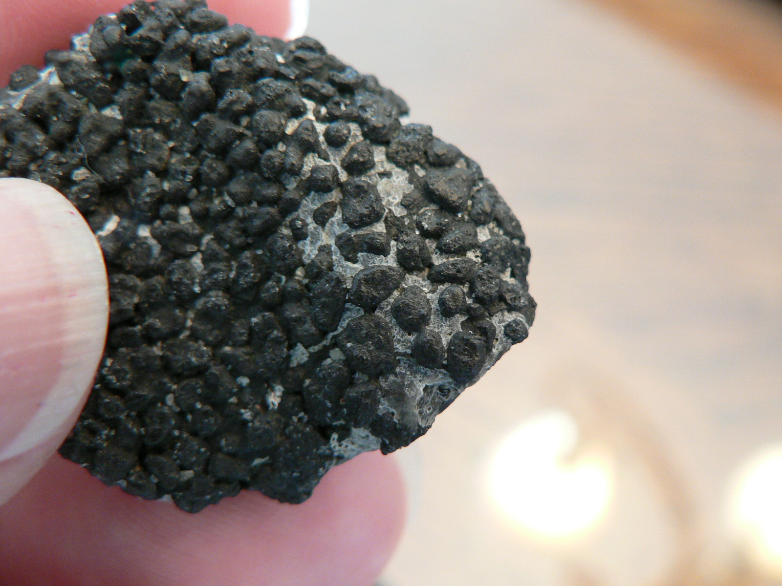 Can you help ID bumpy-surface fossil? - Fossil ID - The Fossil Forum