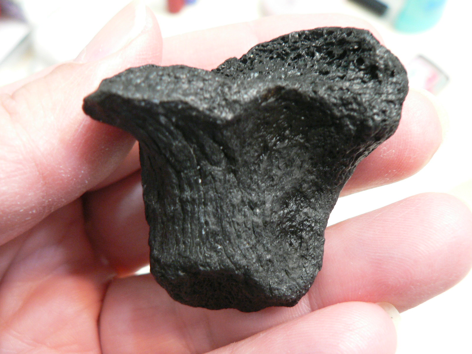 Need help identifying bone - Fossil ID - The Fossil Forum