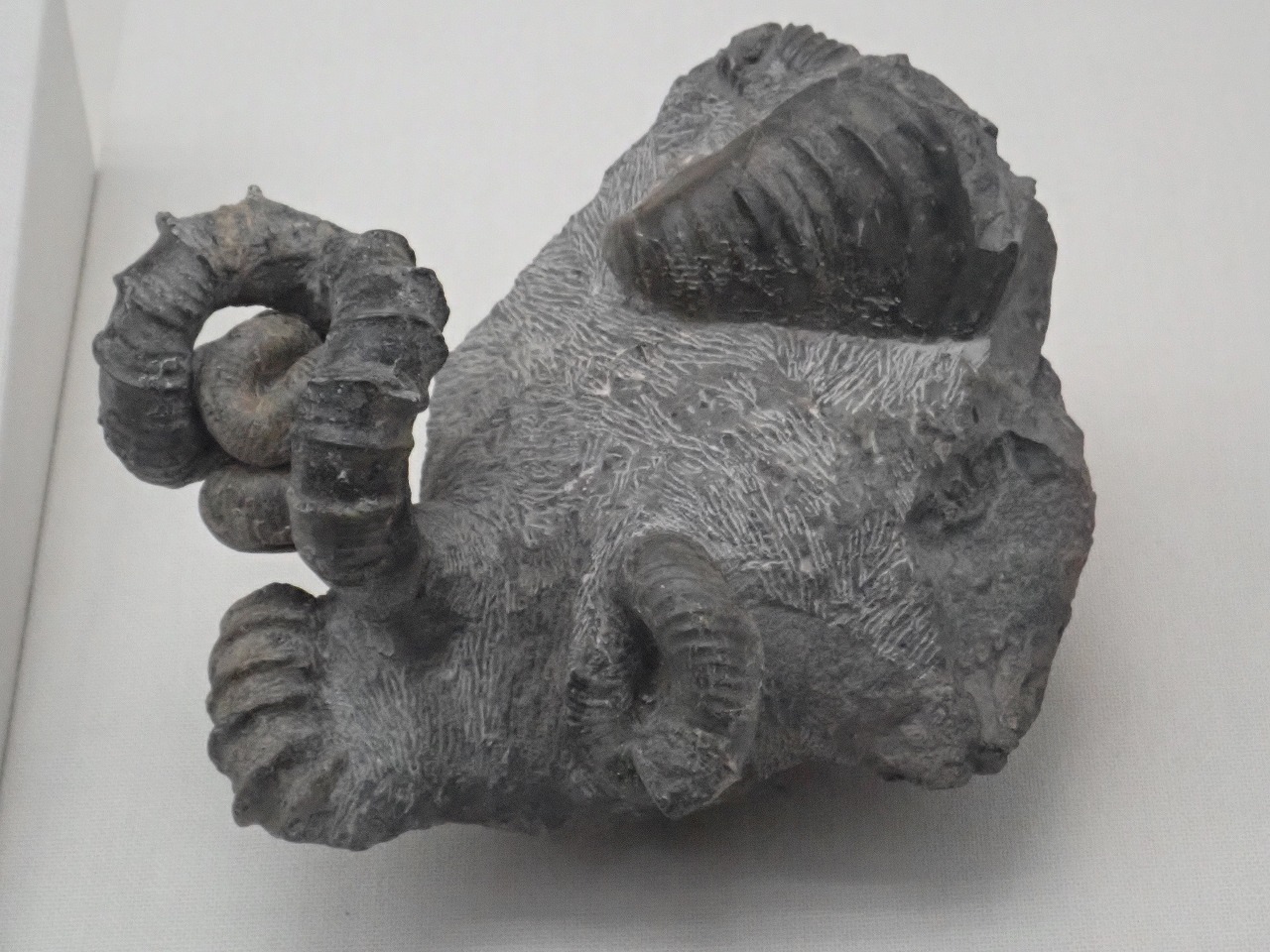 Special exhibit on Japanese fossils - A Trip to the Museum - The Fossil ...