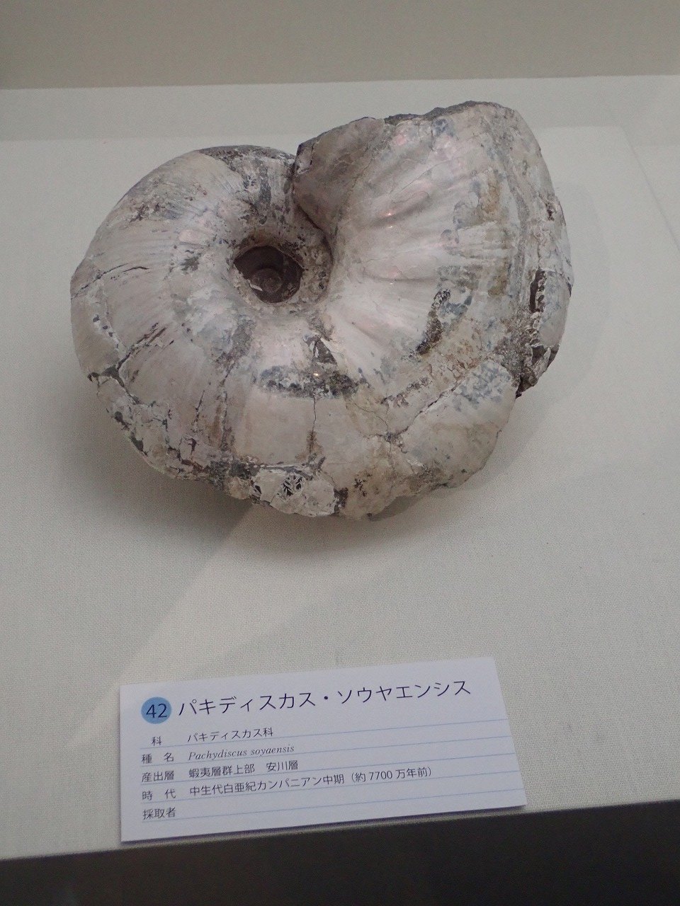 Special exhibit on Japanese fossils - A Trip to the Museum - The Fossil ...