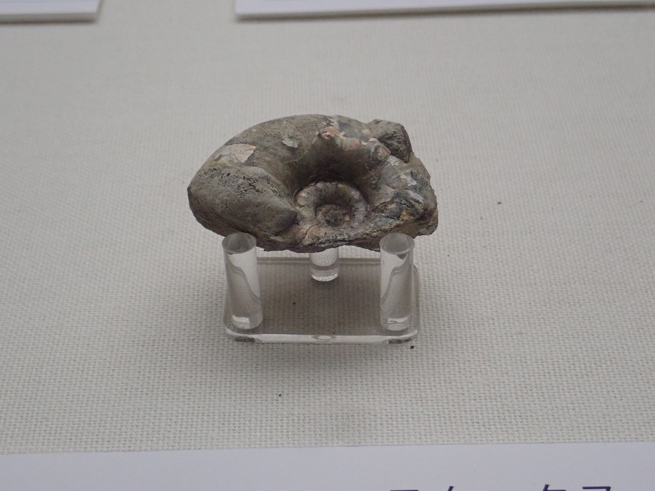 Special exhibit on Japanese fossils - A Trip to the Museum - The Fossil ...