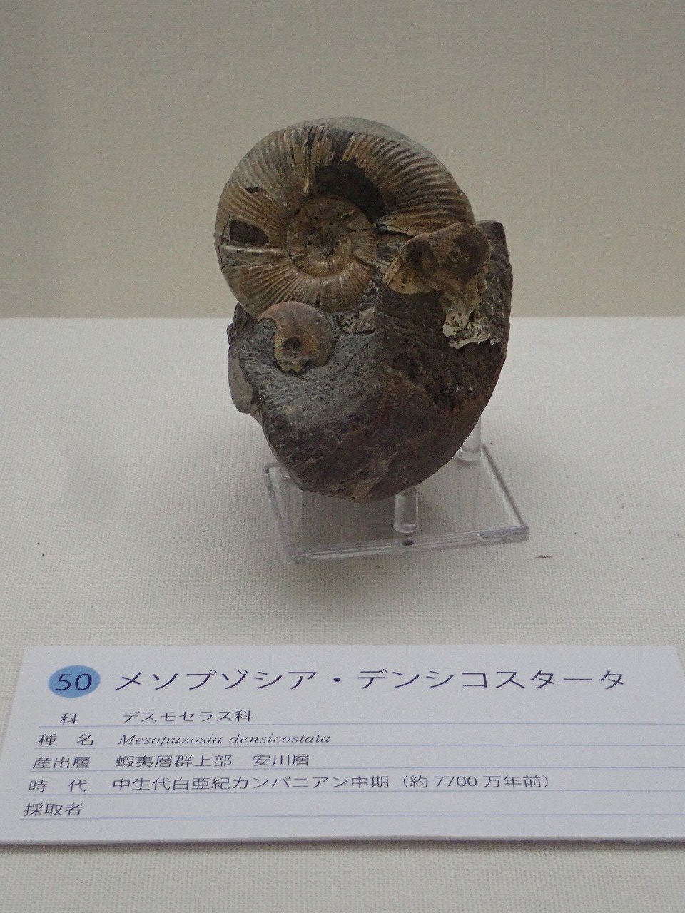 Special exhibit on Japanese fossils - A Trip to the Museum - The Fossil ...