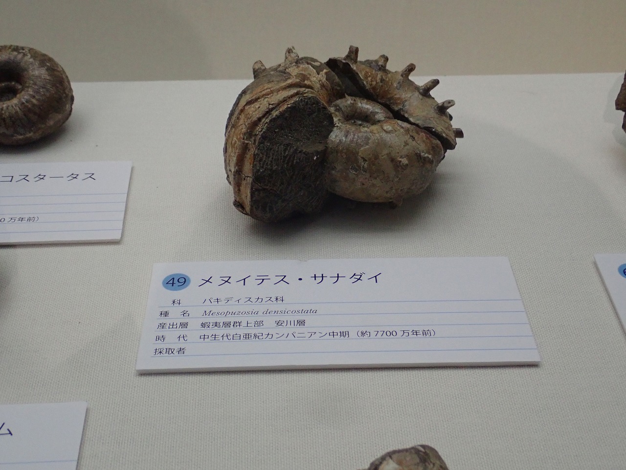 Special exhibit on Japanese fossils - A Trip to the Museum - The Fossil ...