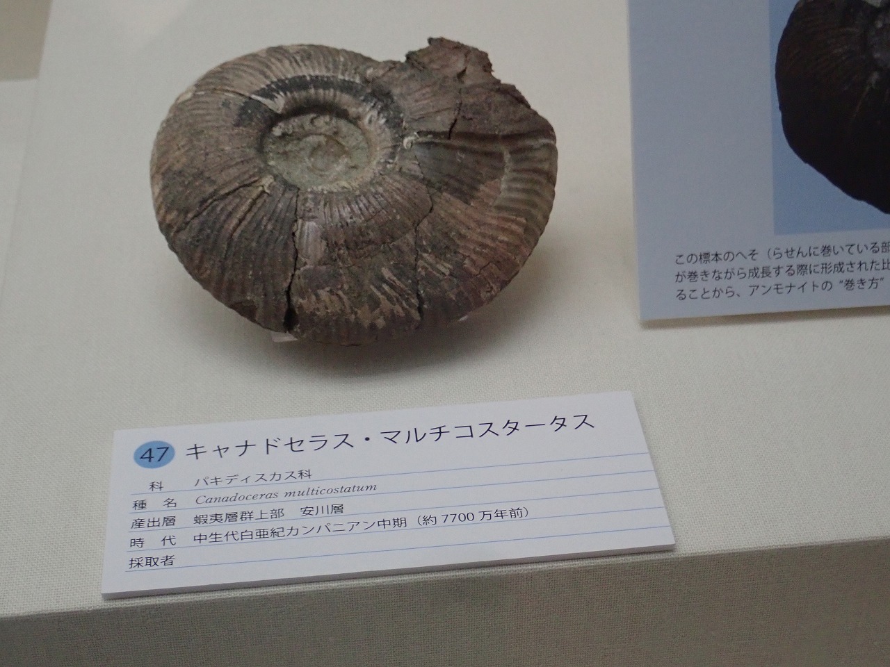 Special exhibit on Japanese fossils - A Trip to the Museum - The Fossil ...