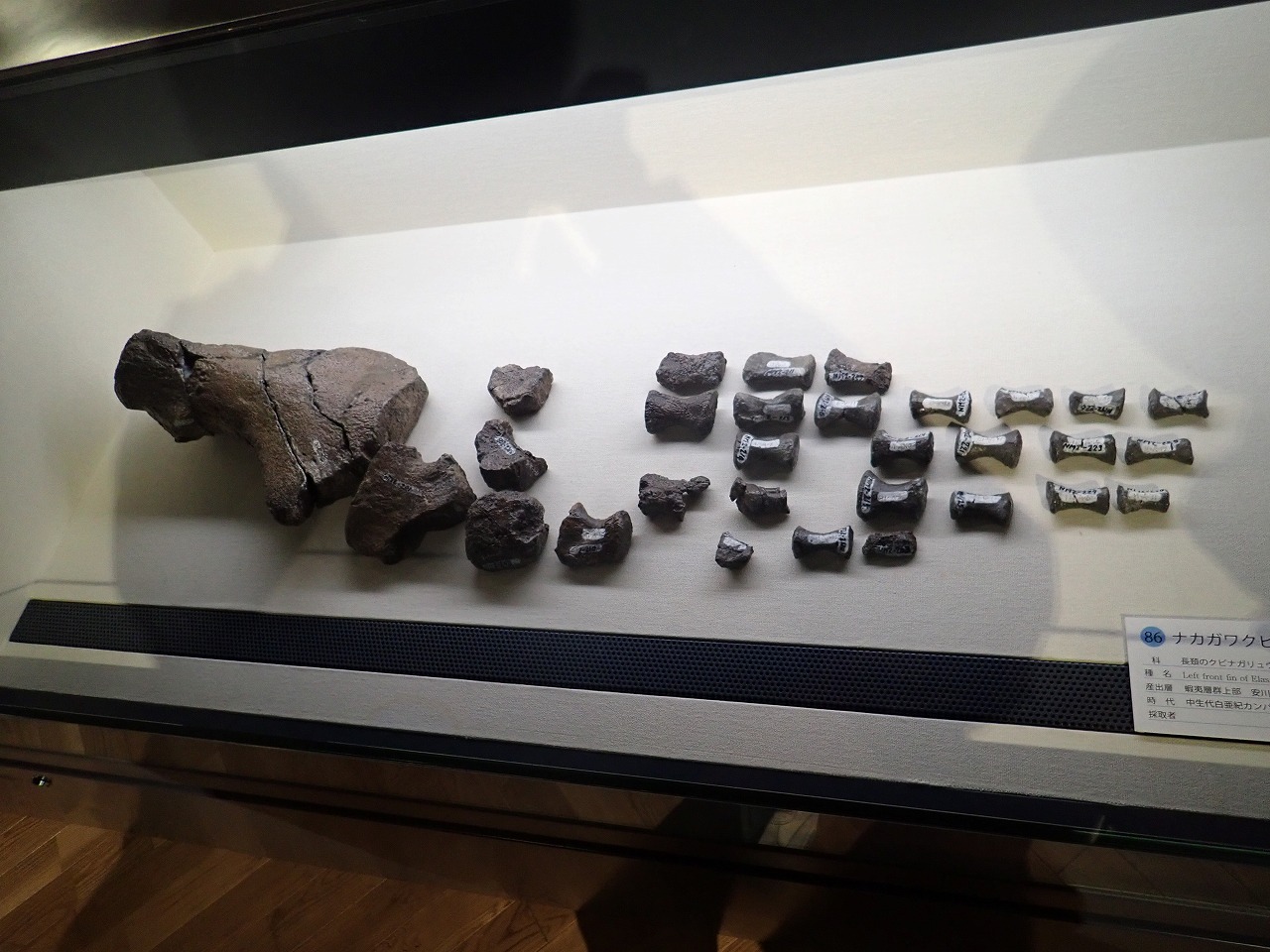 Special exhibit on Japanese fossils - A Trip to the Museum - The Fossil ...