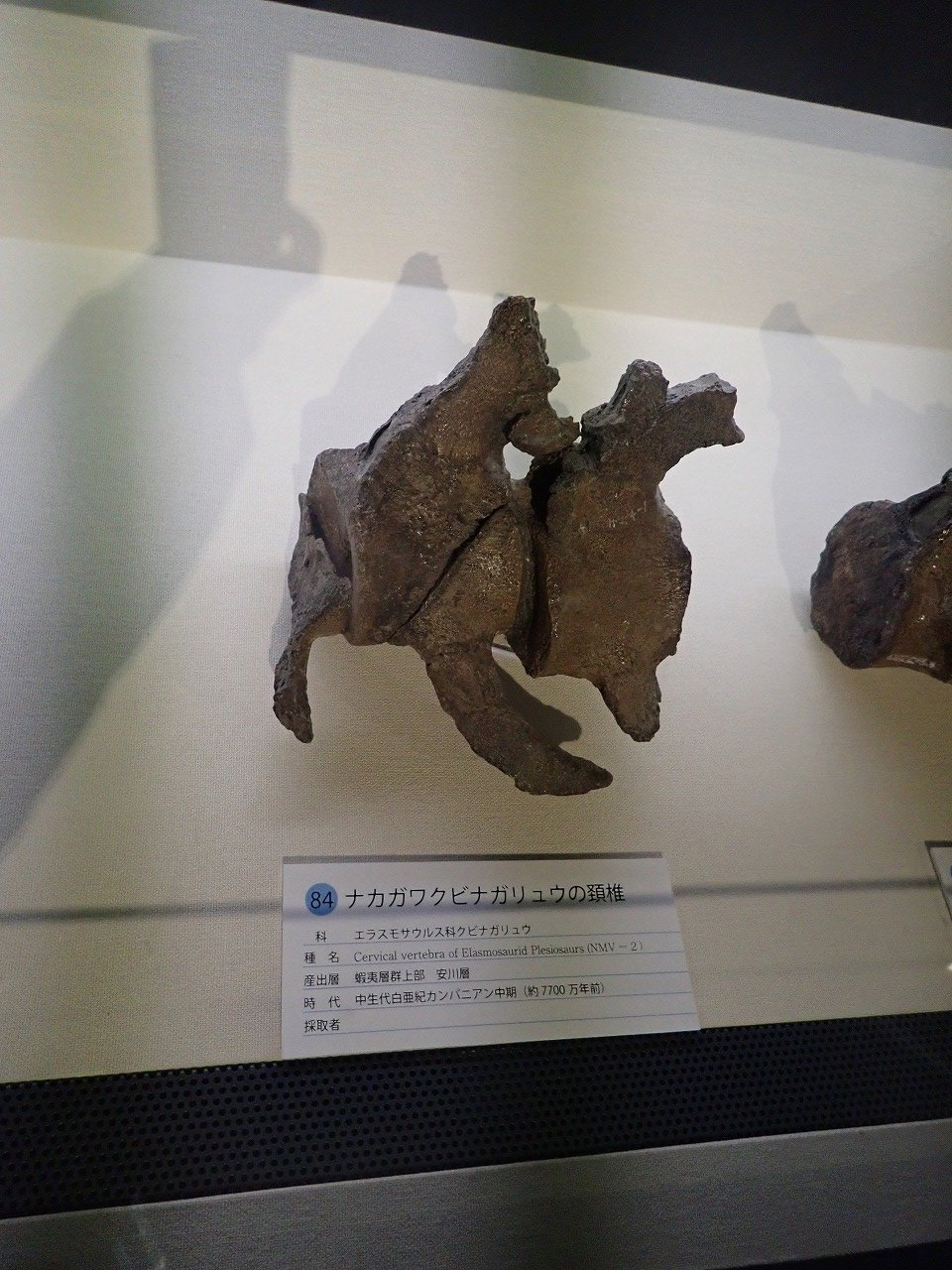 Special exhibit on Japanese fossils - A Trip to the Museum - The Fossil ...