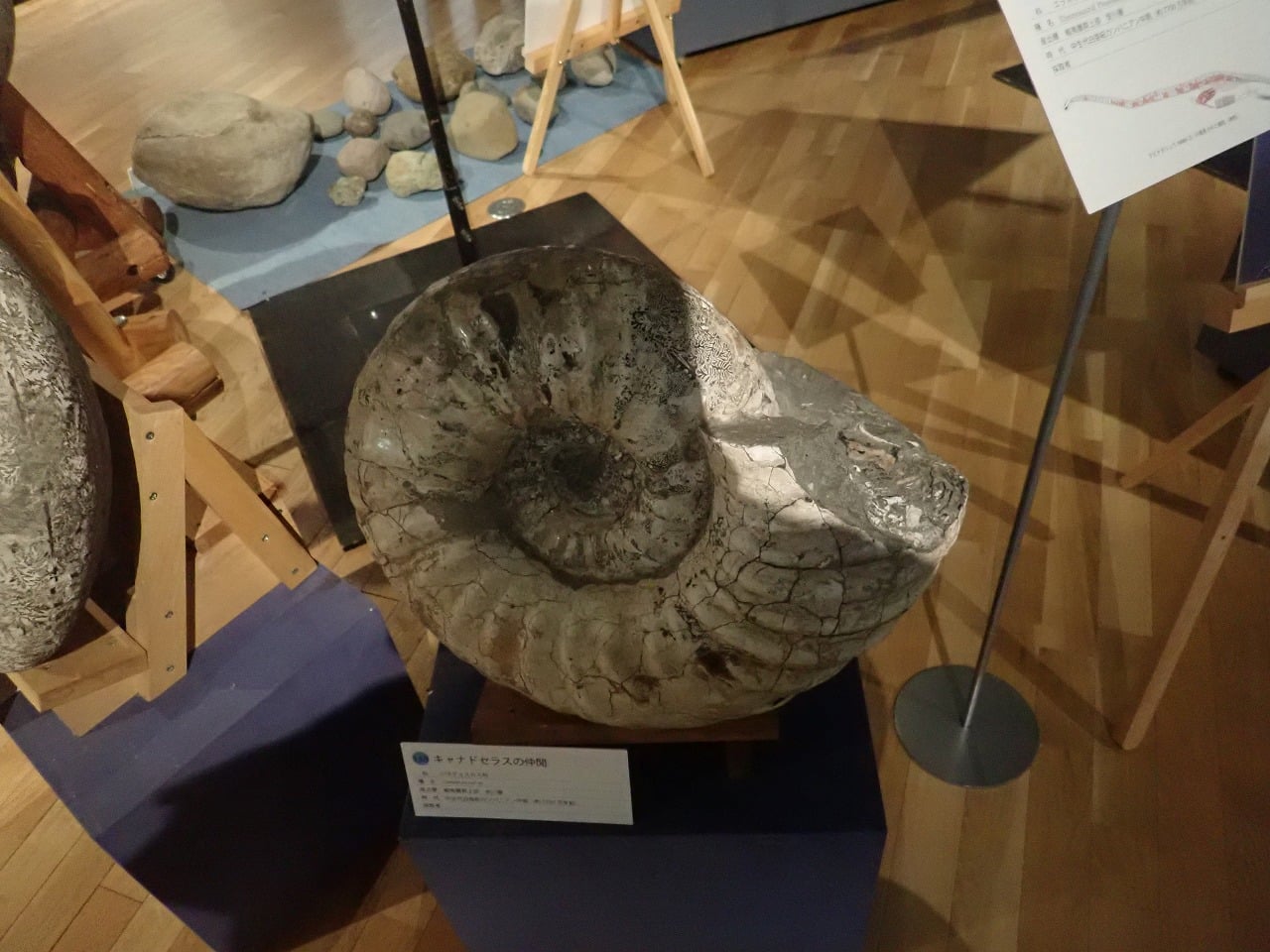 Special exhibit on Japanese fossils - A Trip to the Museum - The Fossil ...