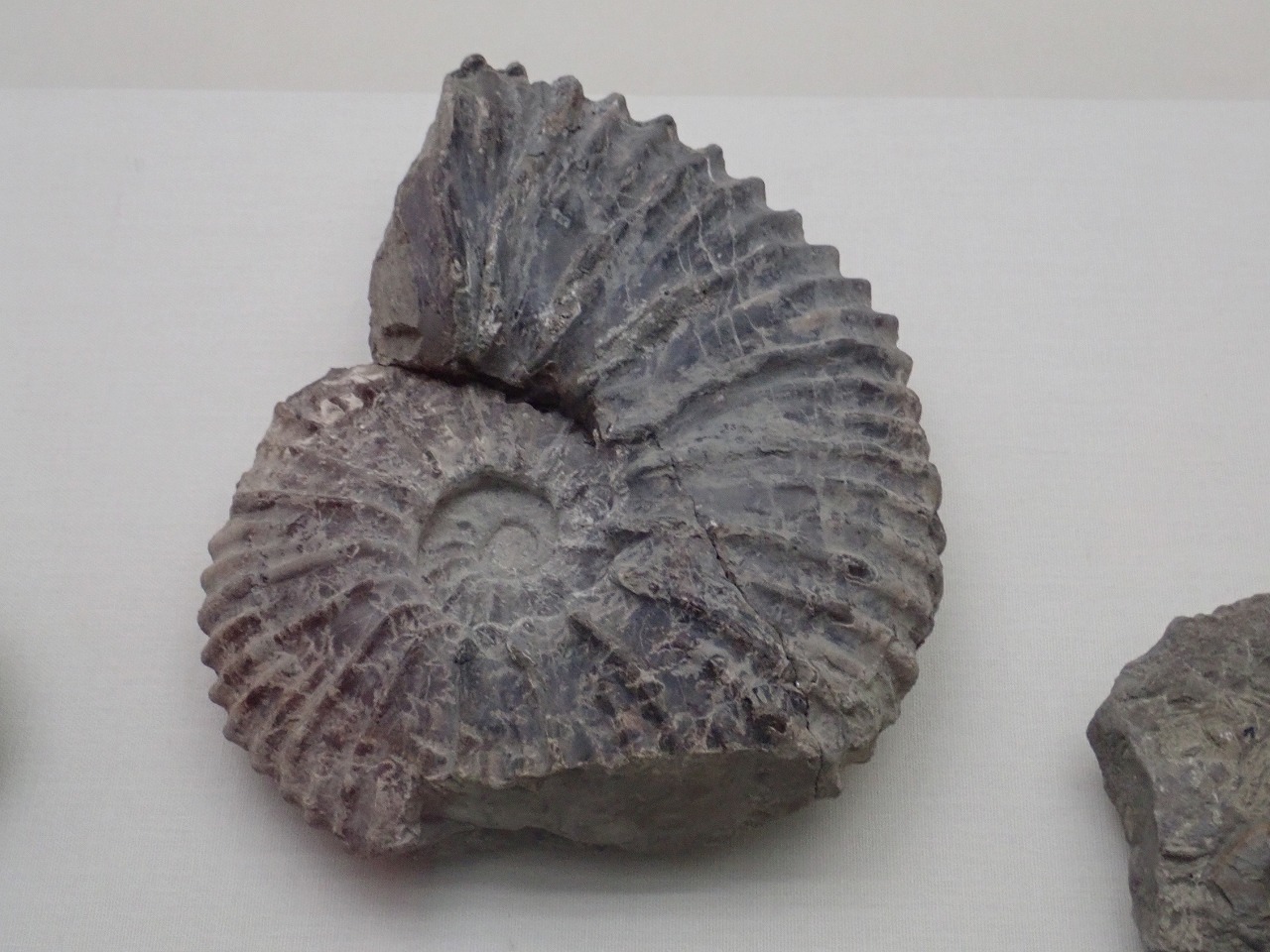 Special exhibit on Japanese fossils - A Trip to the Museum - The Fossil ...
