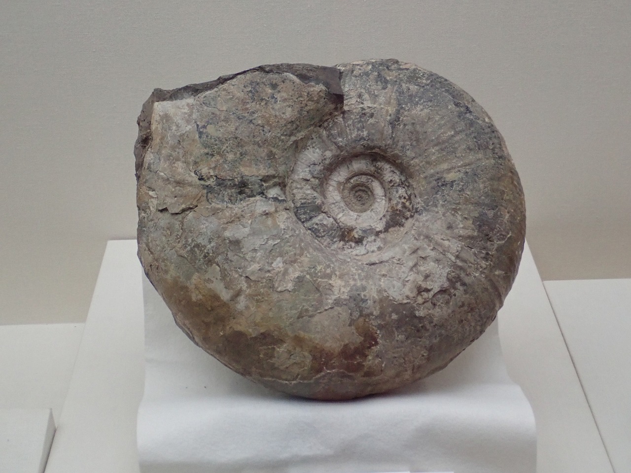 Special exhibit on Japanese fossils - A Trip to the Museum - The Fossil ...