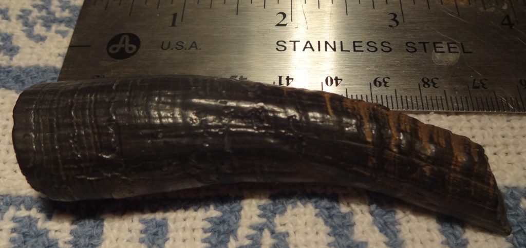 Whale tooth? - Fossil ID - The Fossil Forum