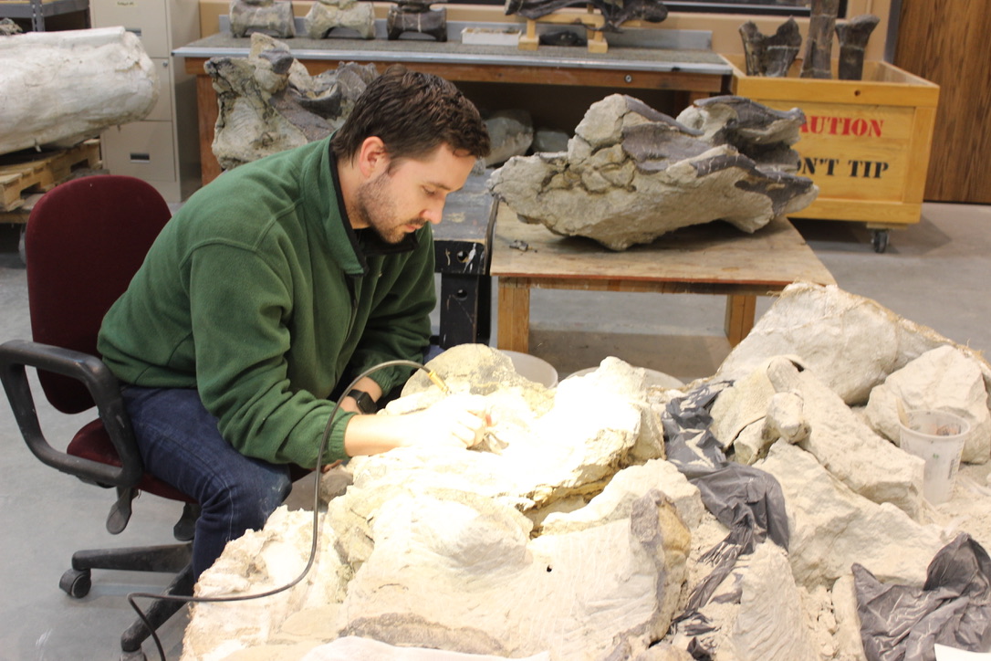 Barosaurus prep - Fossil Preparation - The Fossil Forum