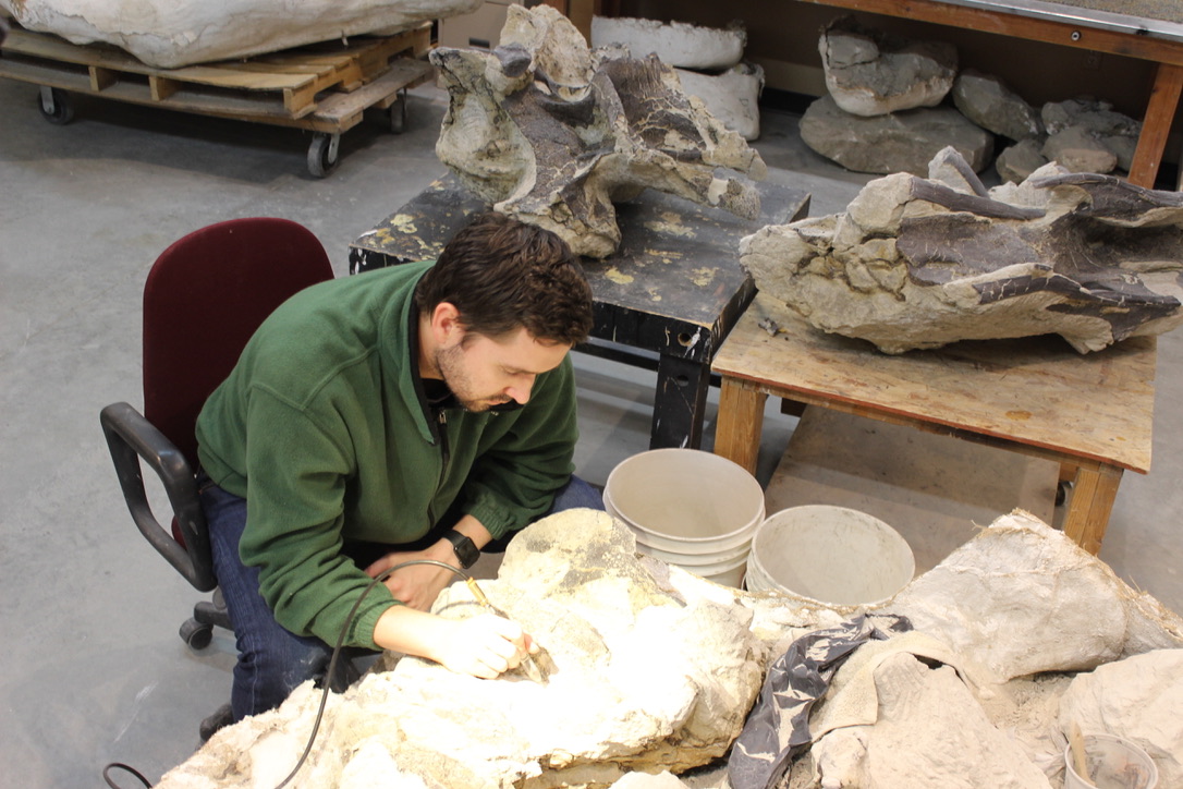 Barosaurus prep - Fossil Preparation - The Fossil Forum