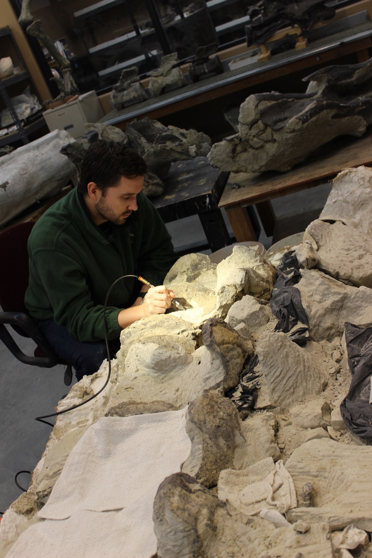 Barosaurus prep - Fossil Preparation - The Fossil Forum