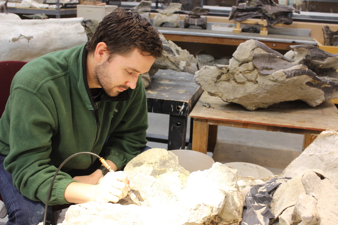 Barosaurus prep - Fossil Preparation - The Fossil Forum