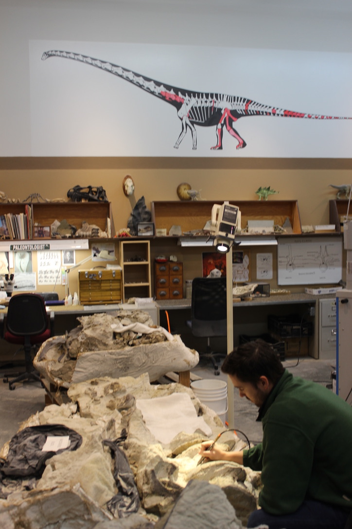 Barosaurus prep - Fossil Preparation - The Fossil Forum