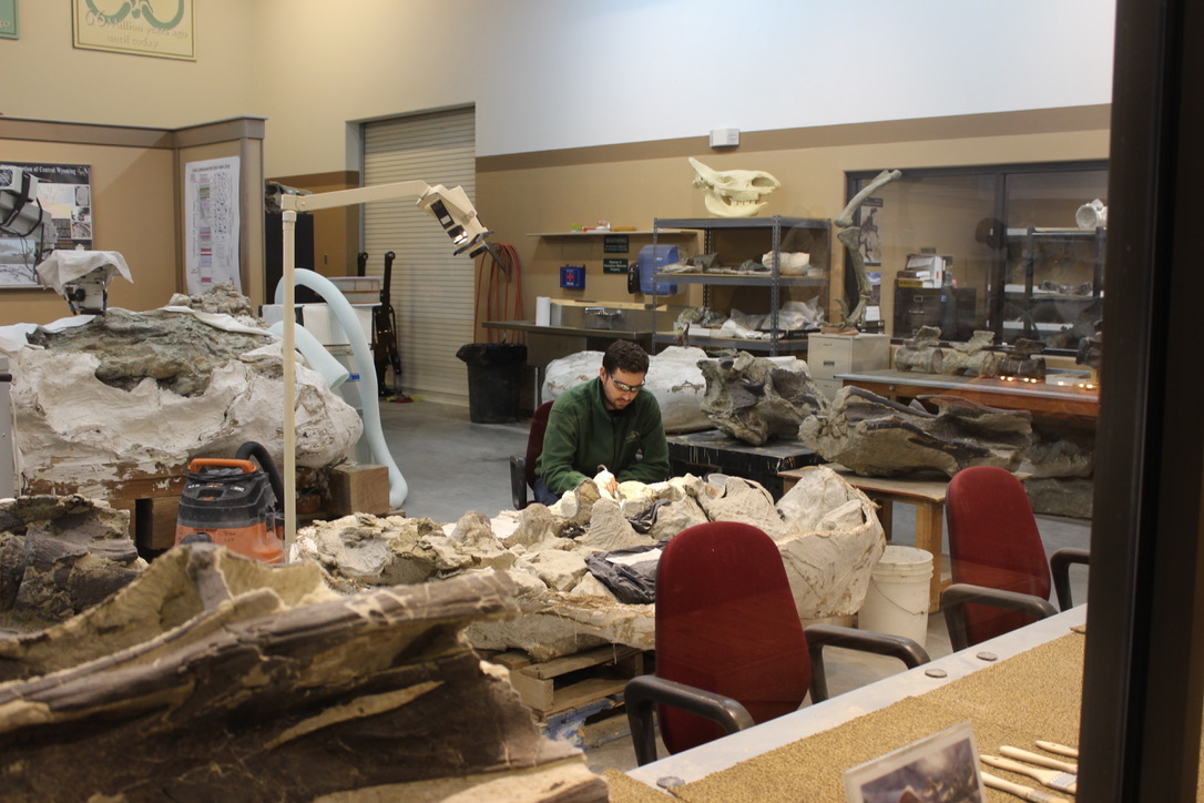 Barosaurus prep - Fossil Preparation - The Fossil Forum