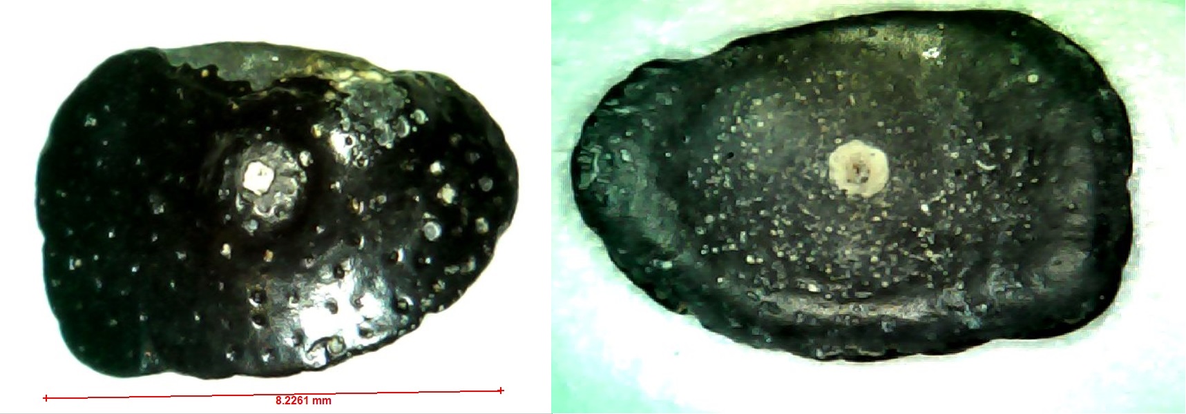 Portland Fossils ID - Fossil ID - The Fossil Forum