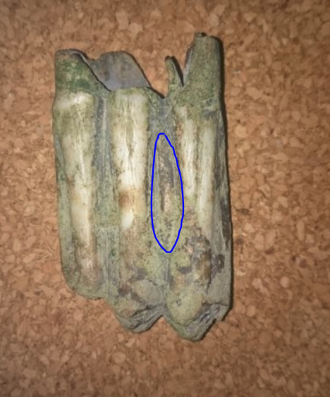 Bison/Bos tooth? - Fossil ID - The Fossil Forum