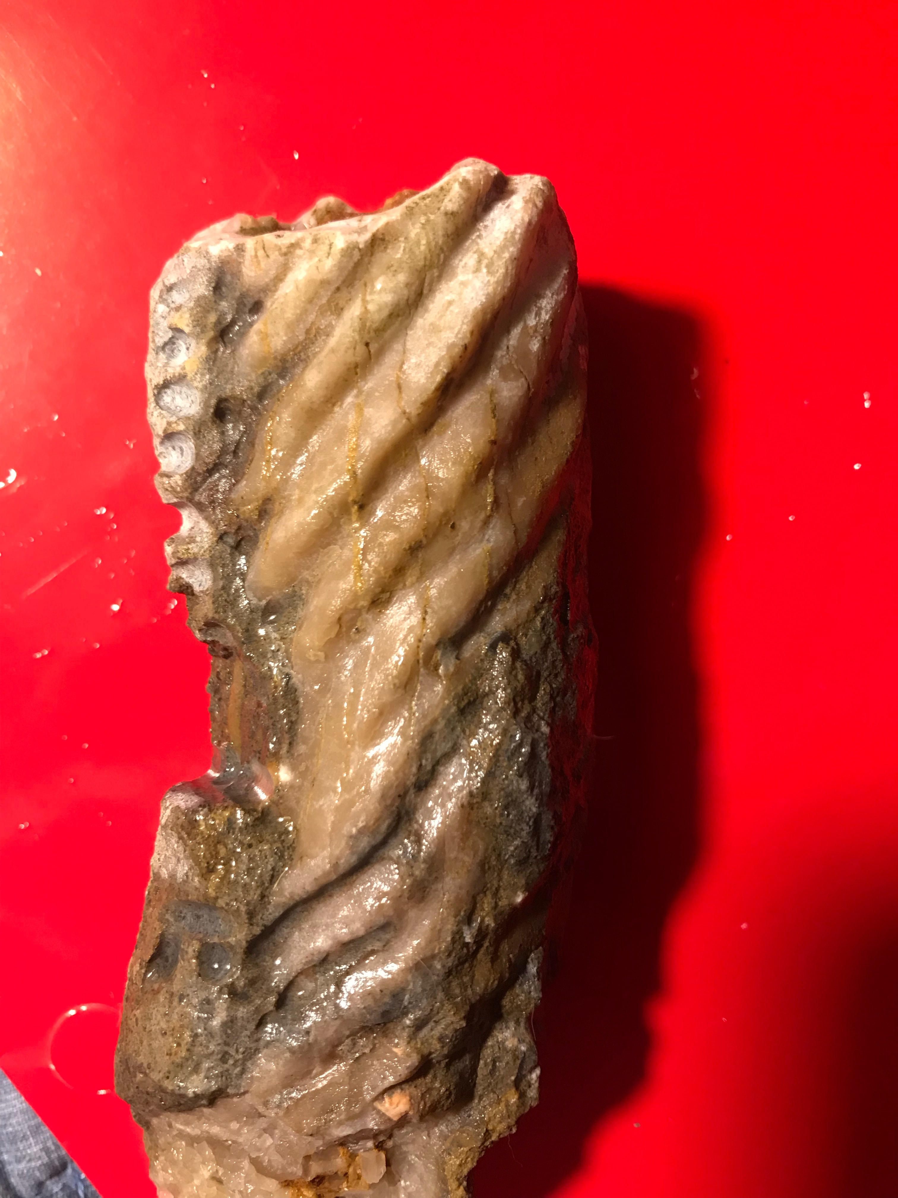 screw-shaped, chamberless cephalopod? - Fossil ID - The Fossil Forum