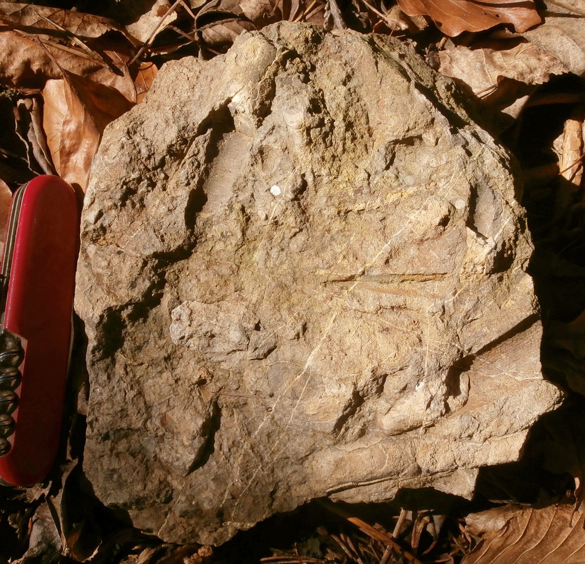 Visiting some of the oldest fossils of Styria, Austria (Silurian ...