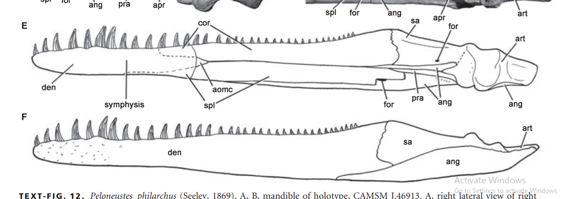 Pliosaur tooth from Russia - Fossil ID - The Fossil Forum