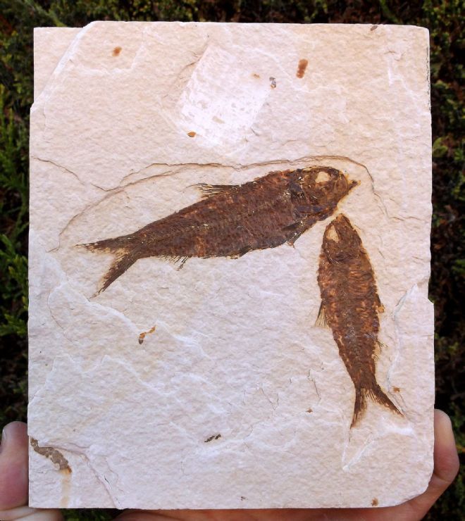 Are these fish genuine? - Is It Real? How to Recognize Fossil ...