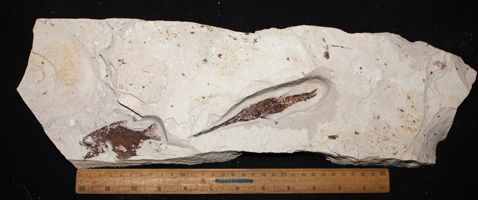 RNC 0900 (a) (Ichthyotringa damoni).jpg - Member Collections - The ...