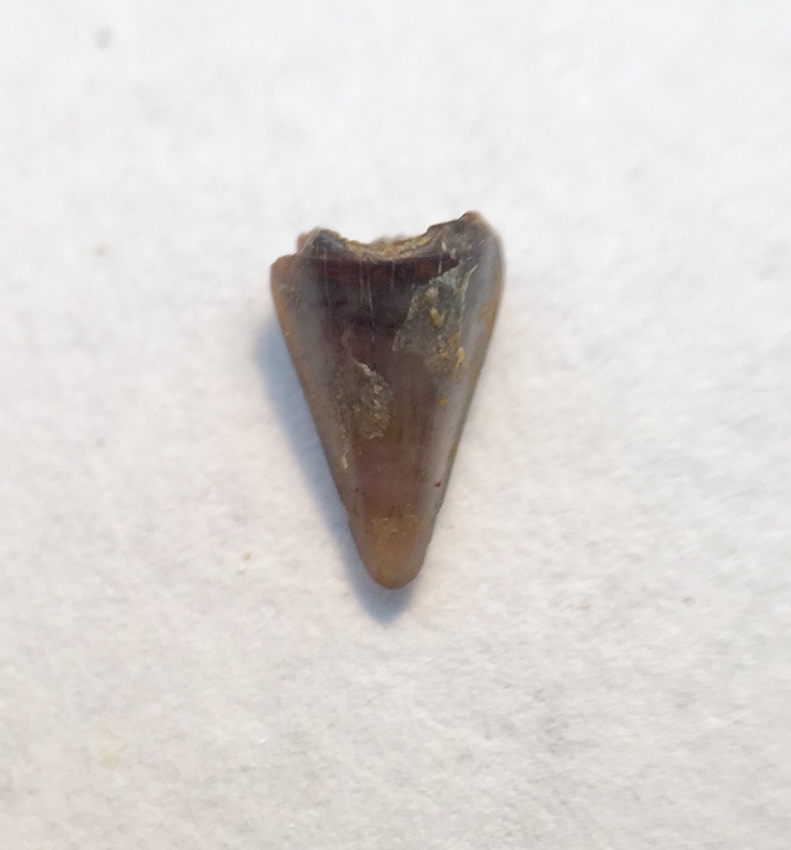 Amiid Fish Tooth 1 - Member Collections - The Fossil Forum