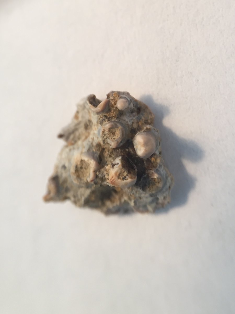 Salamander Mouth Plate - Member Collections - The Fossil Forum