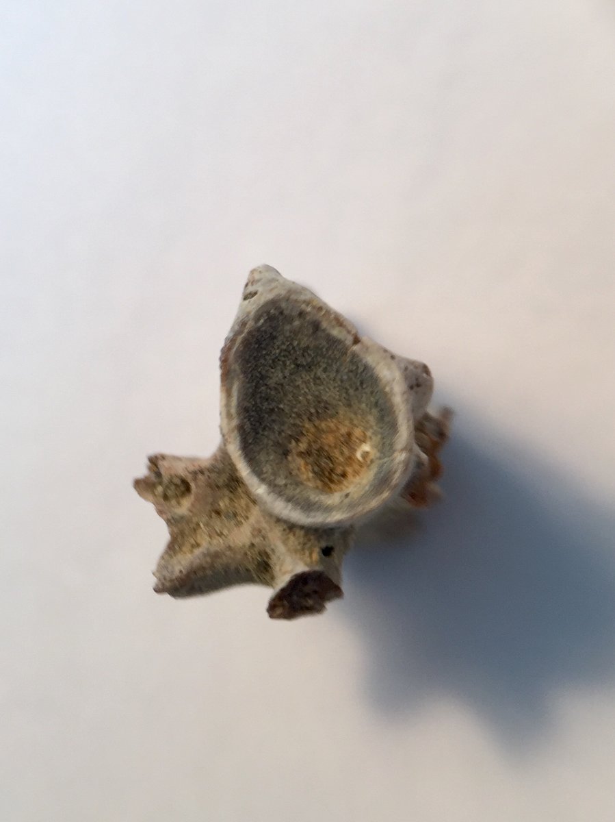 Salamander Vertebra - Member Collections - The Fossil Forum