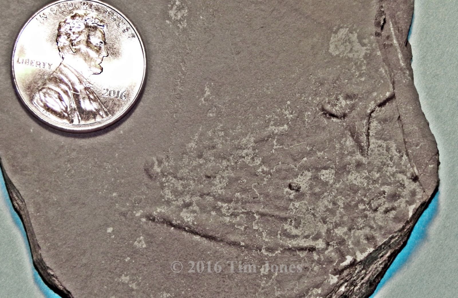 Unidentified fish Skull - Member Collections - The Fossil Forum
