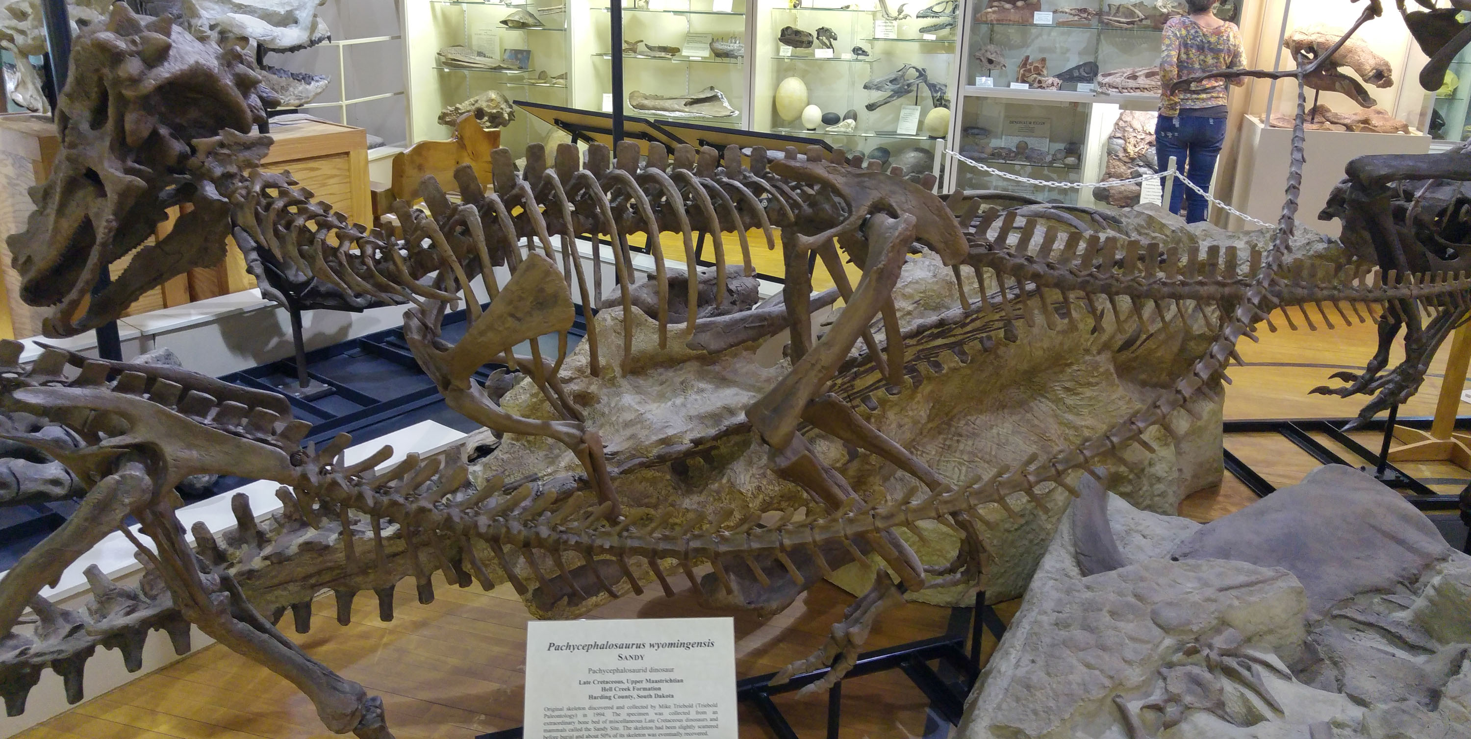 Fake Fossil or not i like to buy - Is It Real? How to Recognize Fossil ...